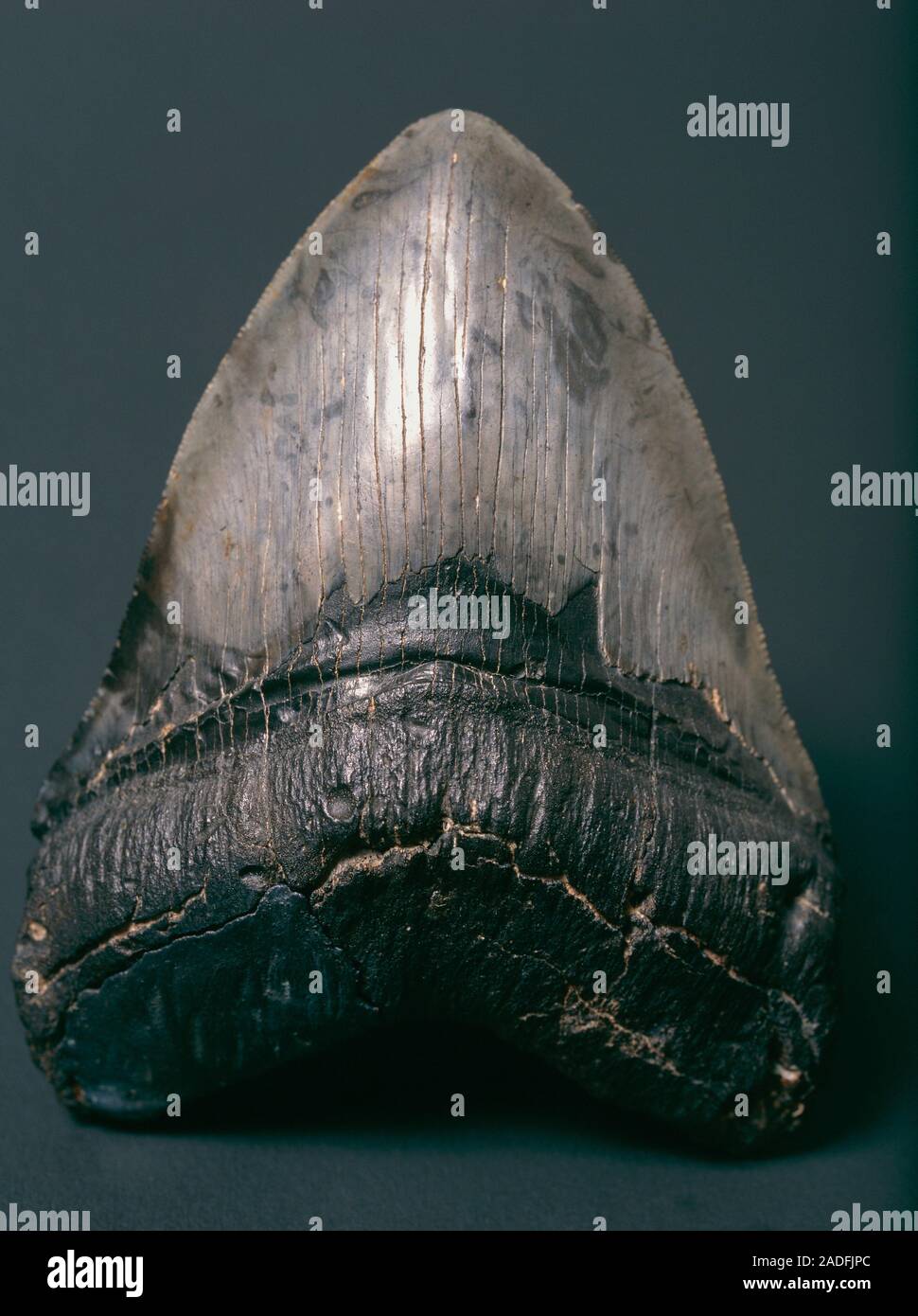 Fossilised shark tooth. This huge tooth belonged to Carcharocles ...