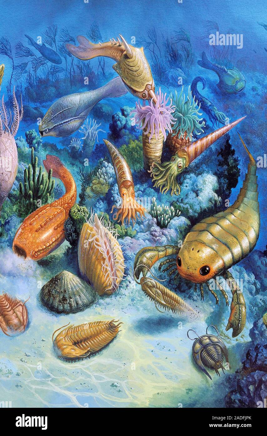 Palaeozoic animals. Artwork of various species of marine animal that ...