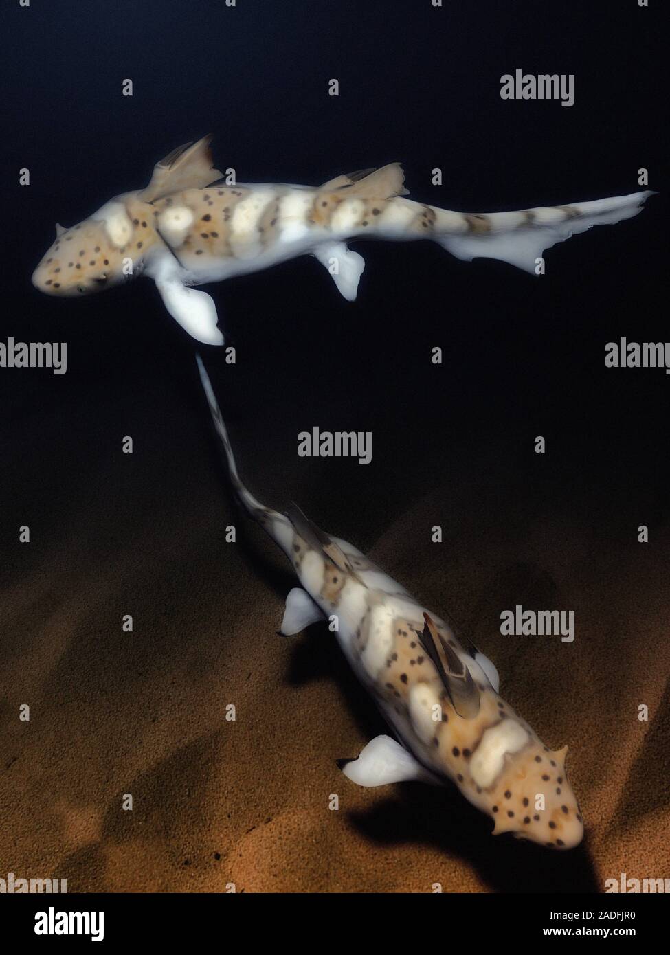 Hybodus shark. Artwork of two Hybodus sharks swimming. This genus of ...