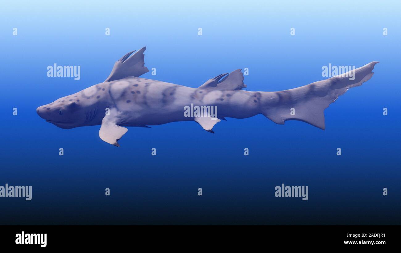 Hybodus shark. Artwork of a Hybodus shark swimming. This genus of ...