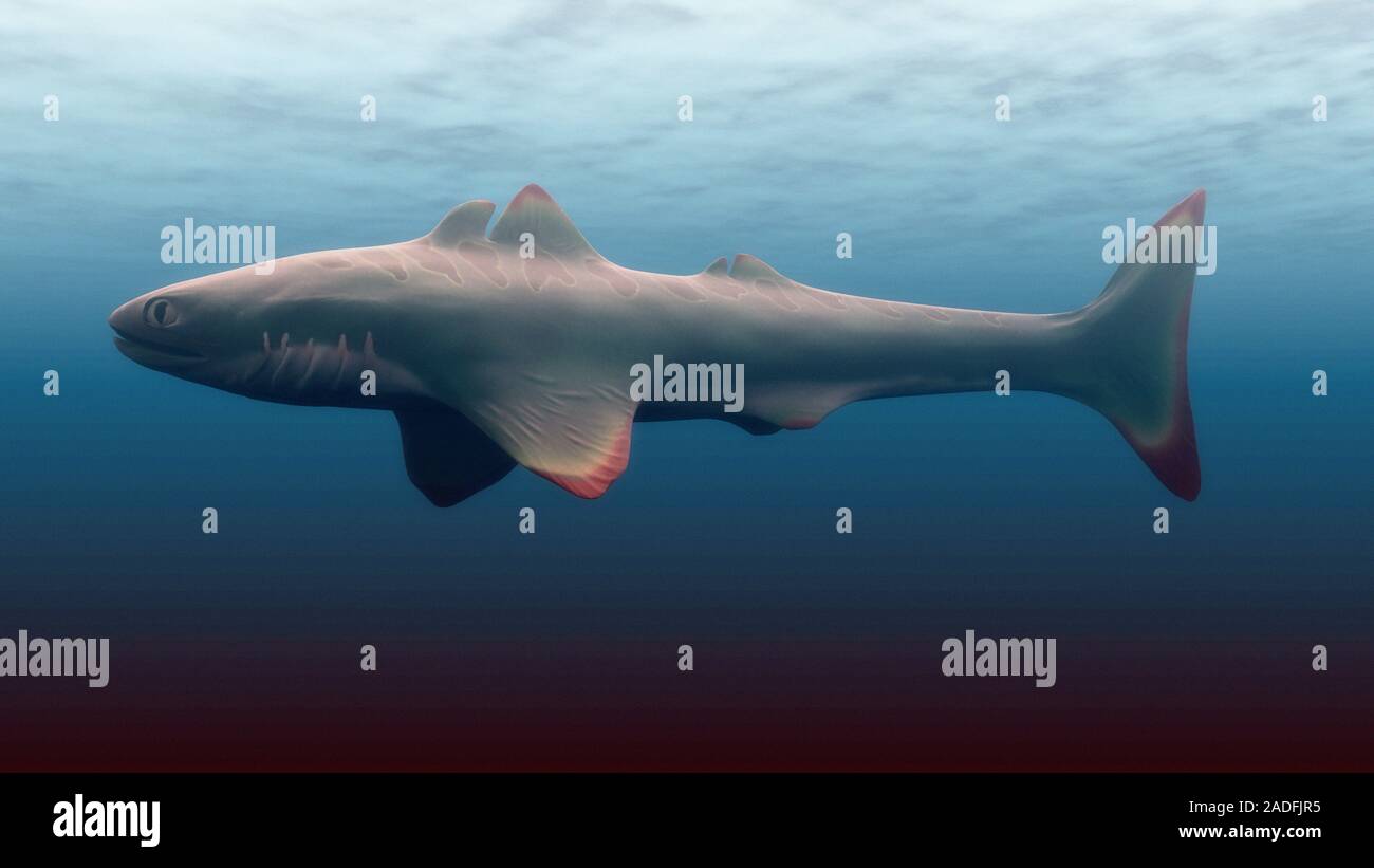 Cladoselache shark. Artwork of a Cladoselache shark swimming. This ...