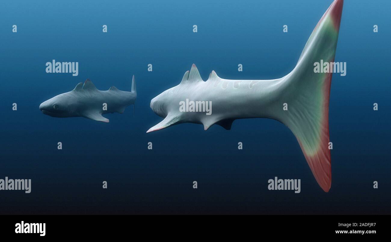 Cladoselache sharks. Artwork of two Cladoselache sharks swimming. This genus of prehistoric ...