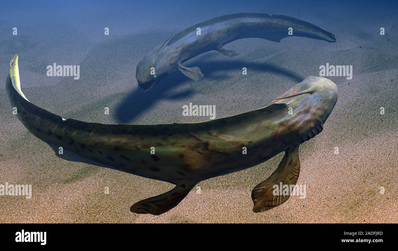 Xenacanthus sharks. Artwork of two Xenacanthus sharks swimming. This ...