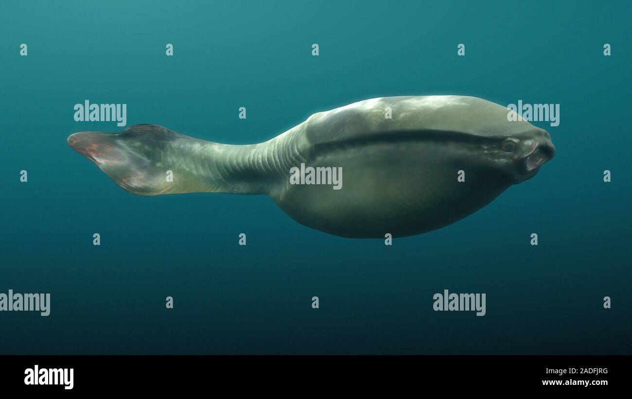 Arandaspis prehistoric fish, artwork. This extinct aquatic vertebrate ...