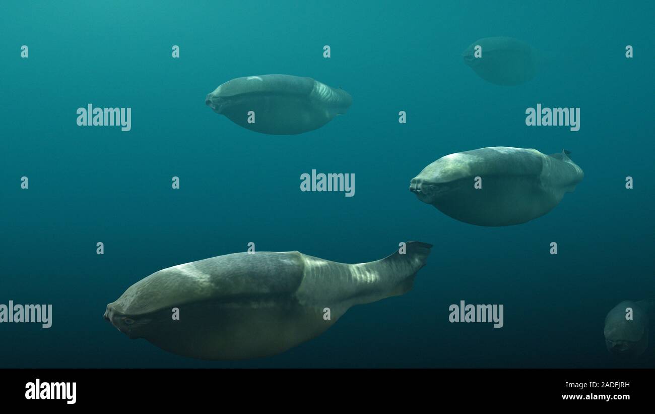 Arandaspis prehistoric fish, artwork. This extinct aquatic vertebrate ...