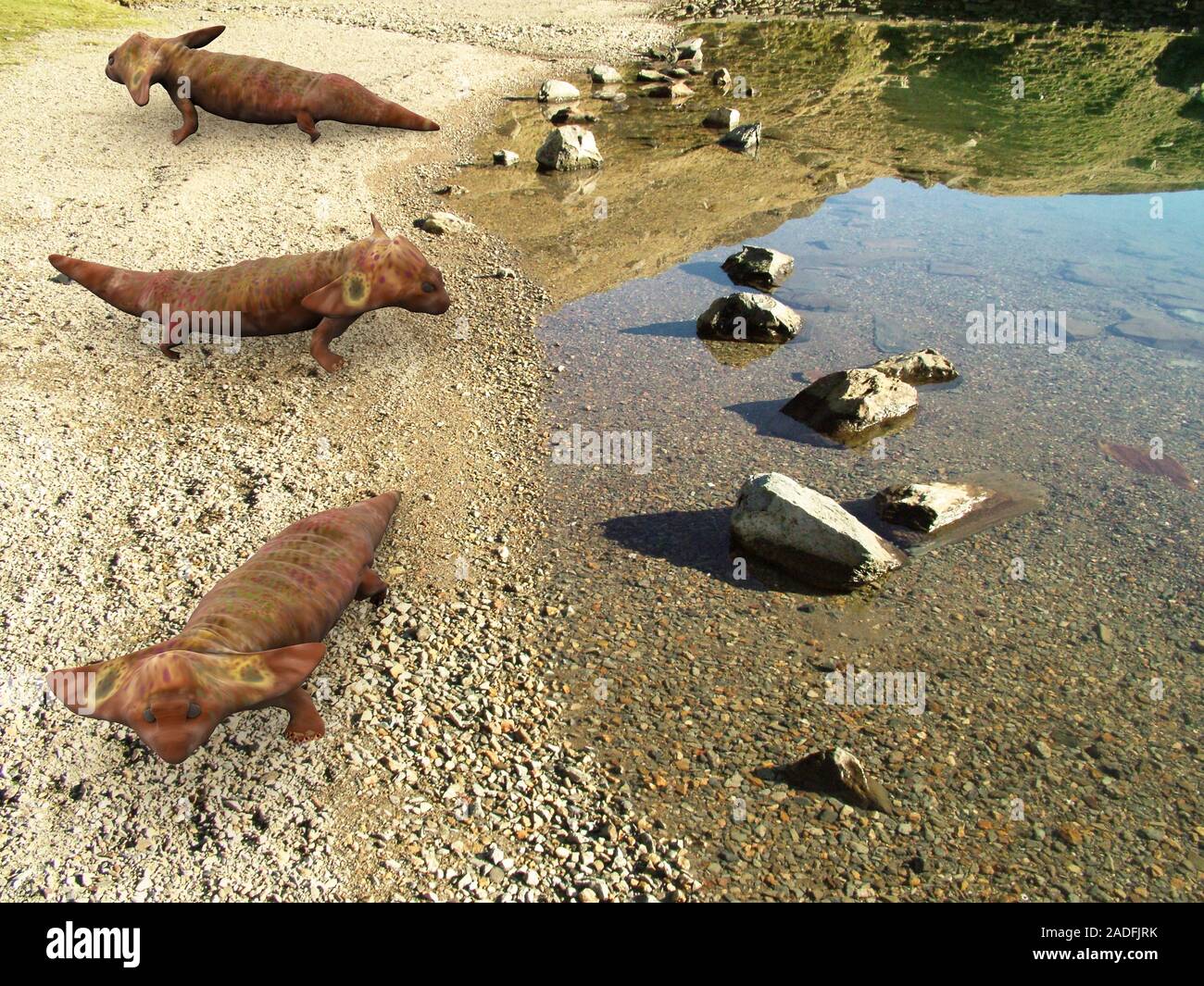 Diplocaulus prehistoric amphibians. Artwork showing Diplocaulus ...