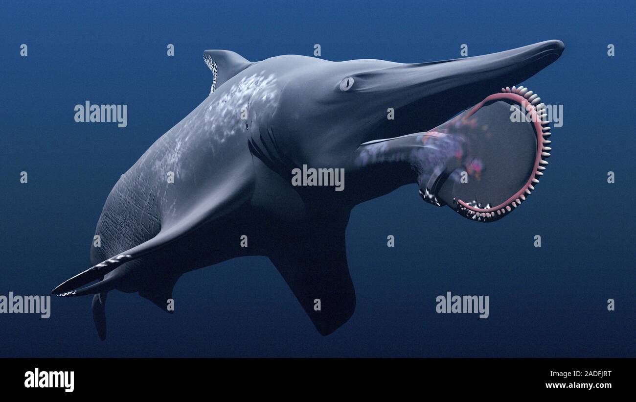 Helicoprion. Artwork of the prehistoric shark Helicoprion. This genus ...