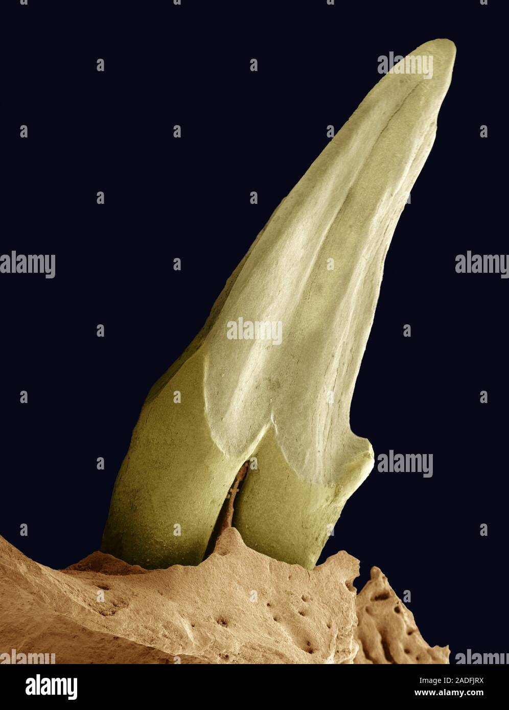 Tooth fossil. Coloured scanning electron micrograph (SEM) of a ...
