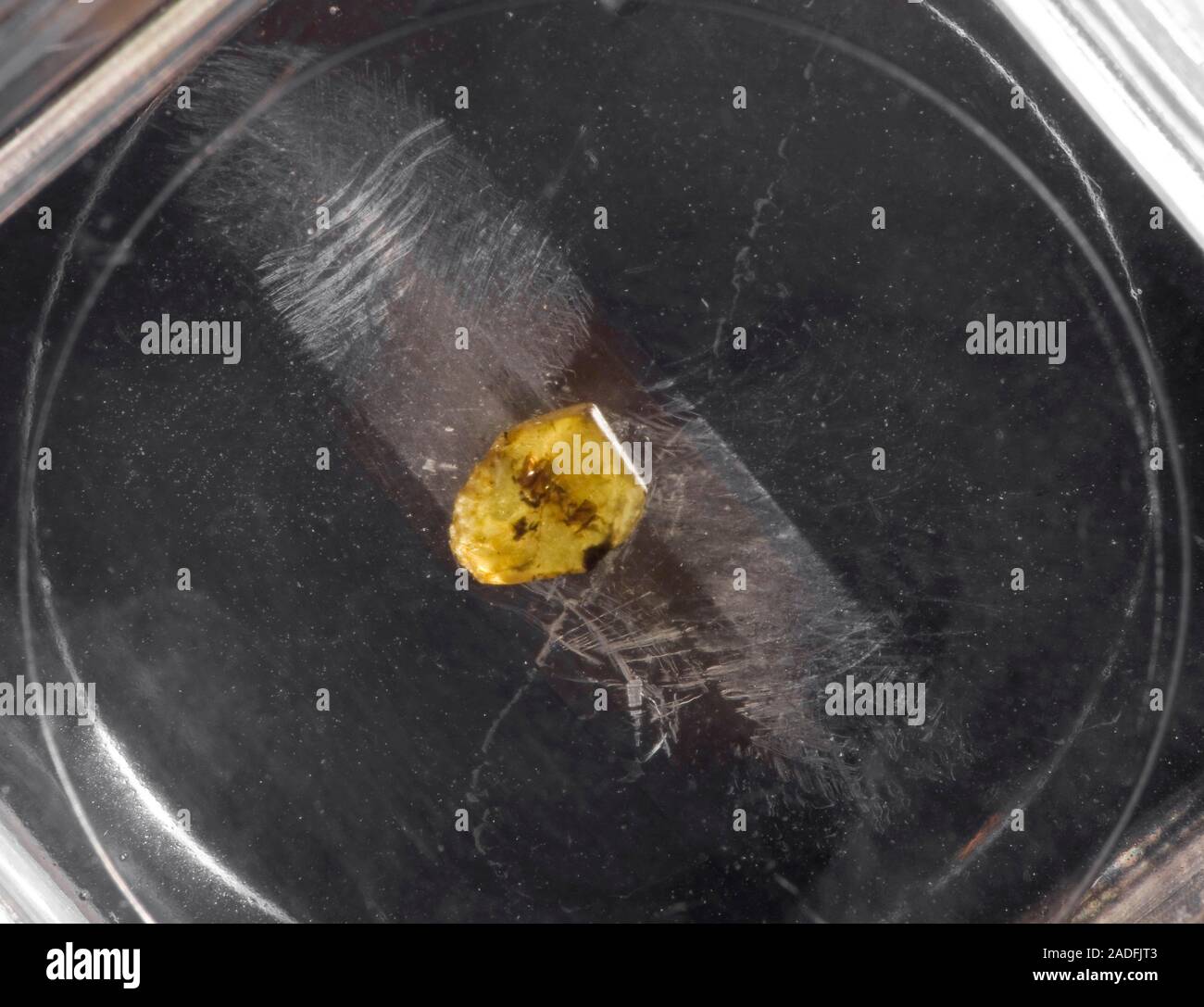 Amber research. Close-up of 100-million-year-old amber (fossilised ...