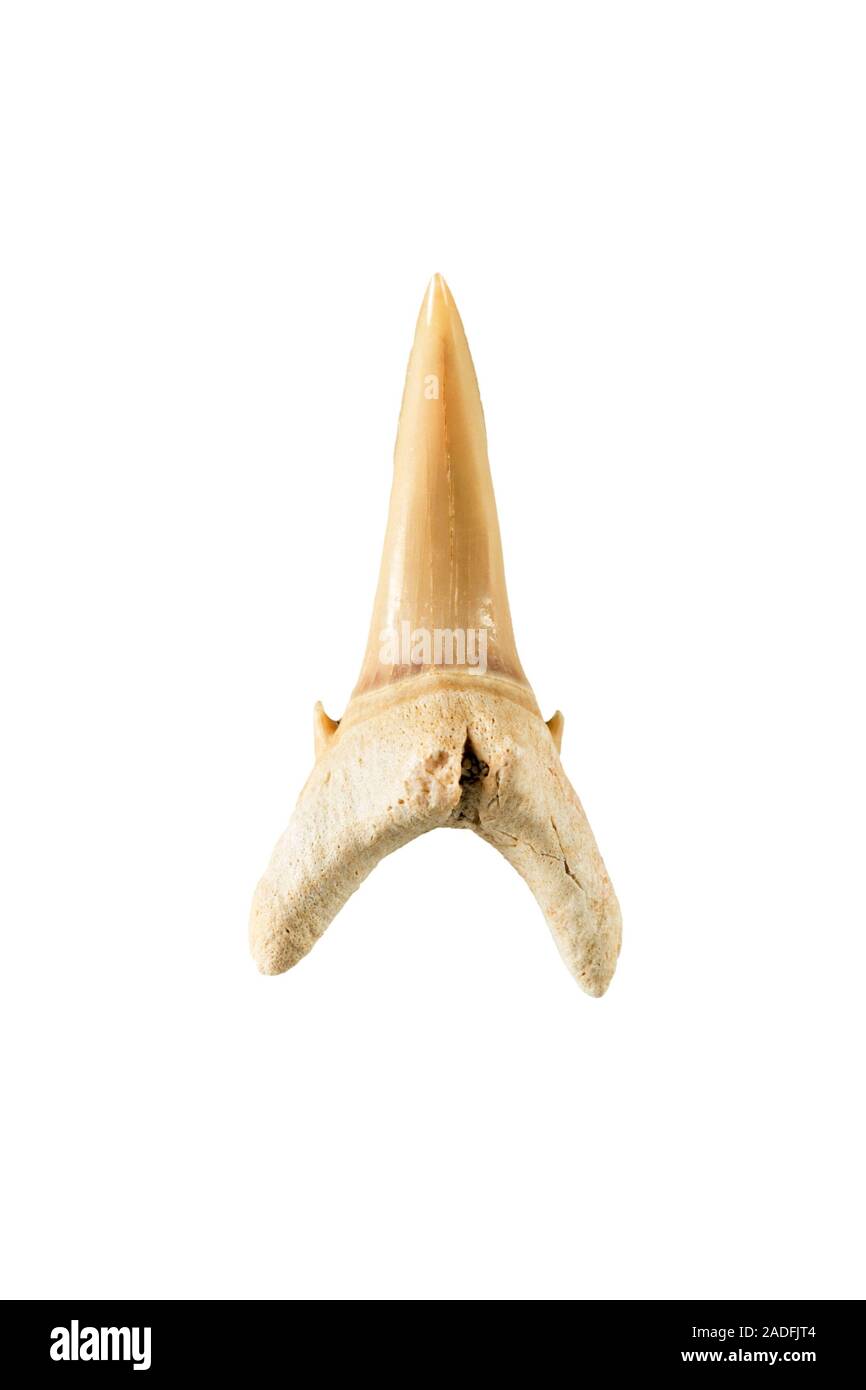 Fossil shark tooth (Carcharias africana). Example of the tooth of this ...