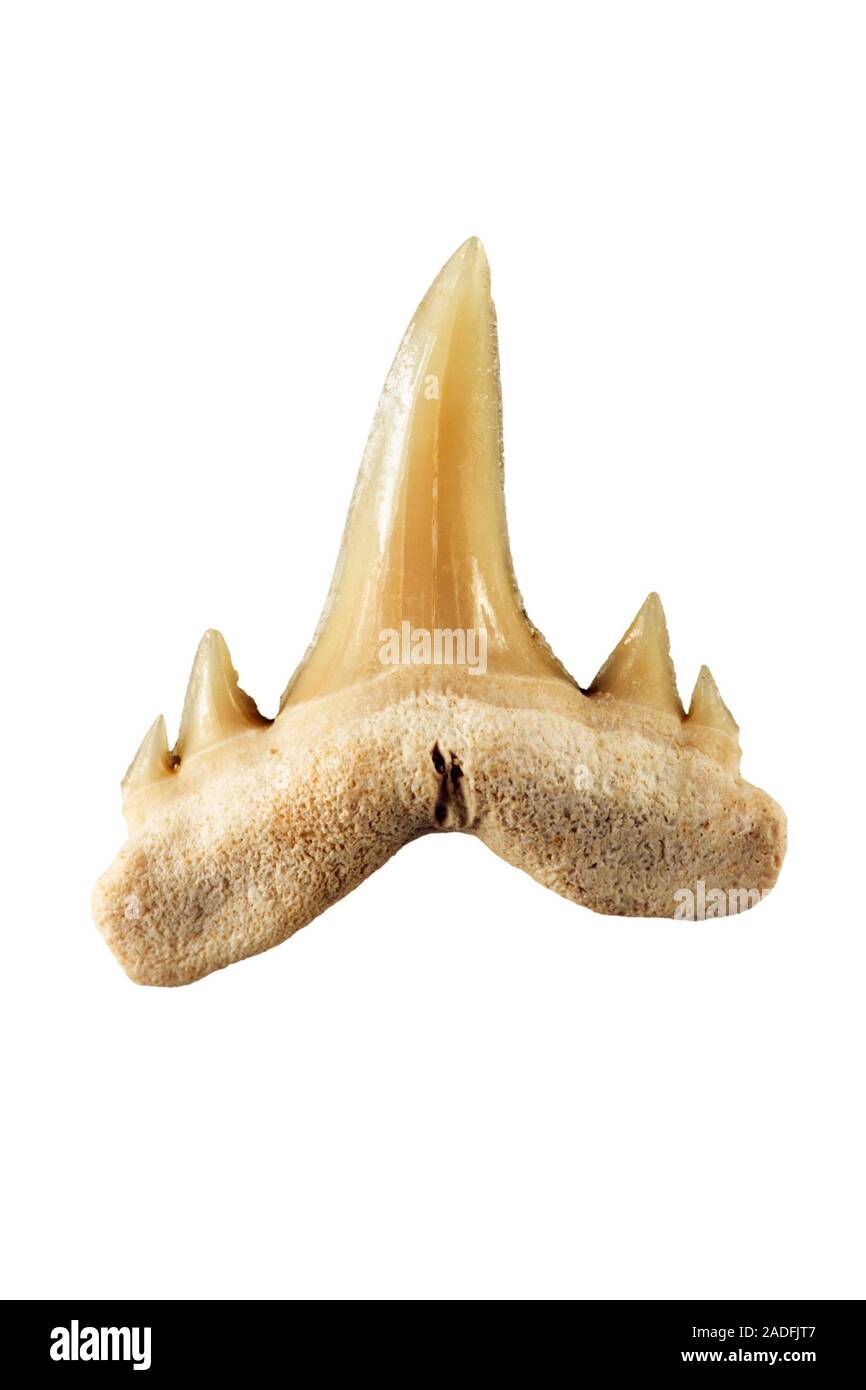Fossil shark tooth (Carcharias vincentii). Example of the tooth of this ...