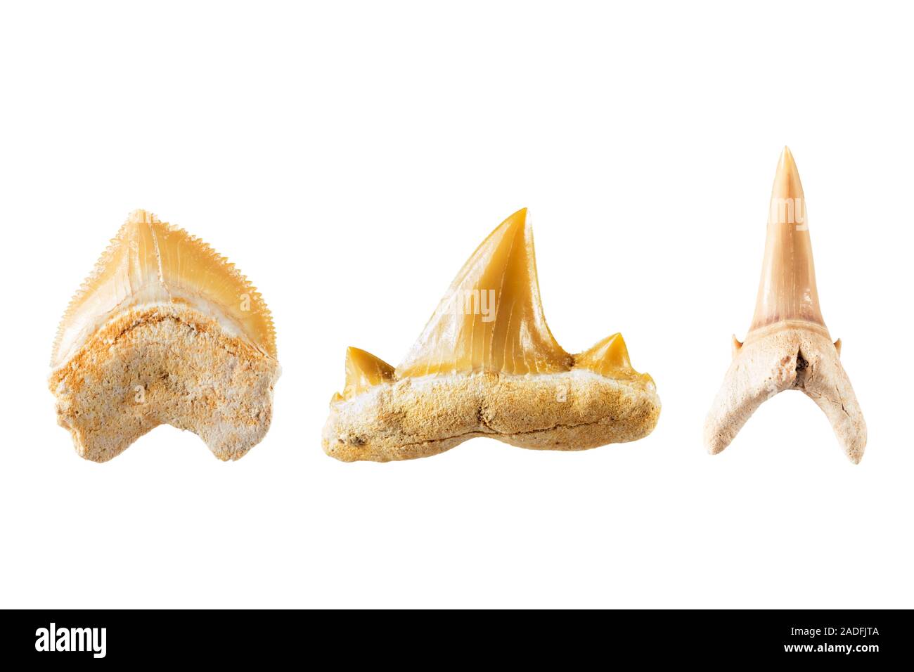 Fossil shark teeth. Specimens from L-R. Squalicorax pristodontus ...