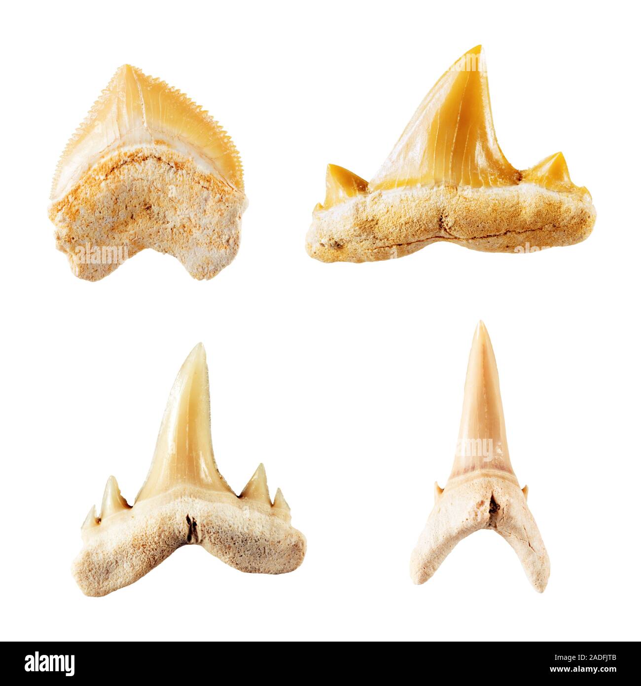 Fossil shark teeth. Specimens from Squalicorax pristodontus (top left ...