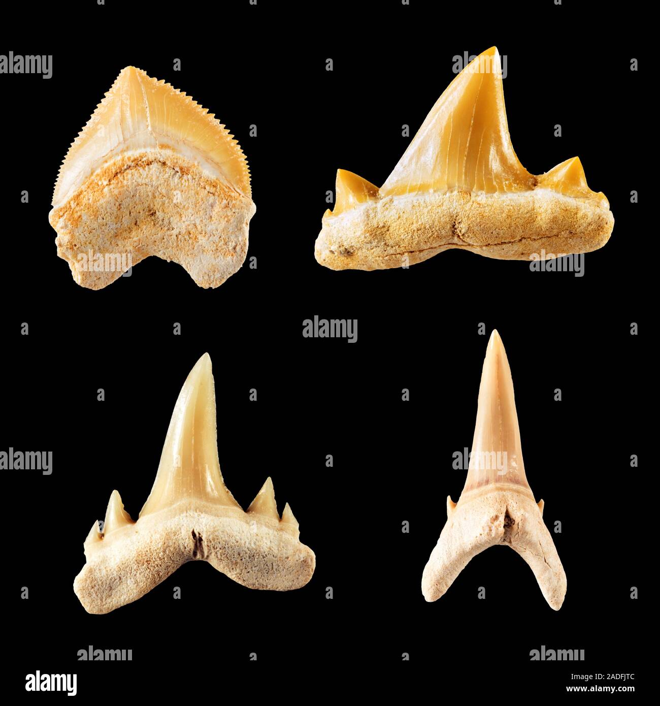 Fossil shark teeth. Specimens from Squalicorax pristodontus (top left ...