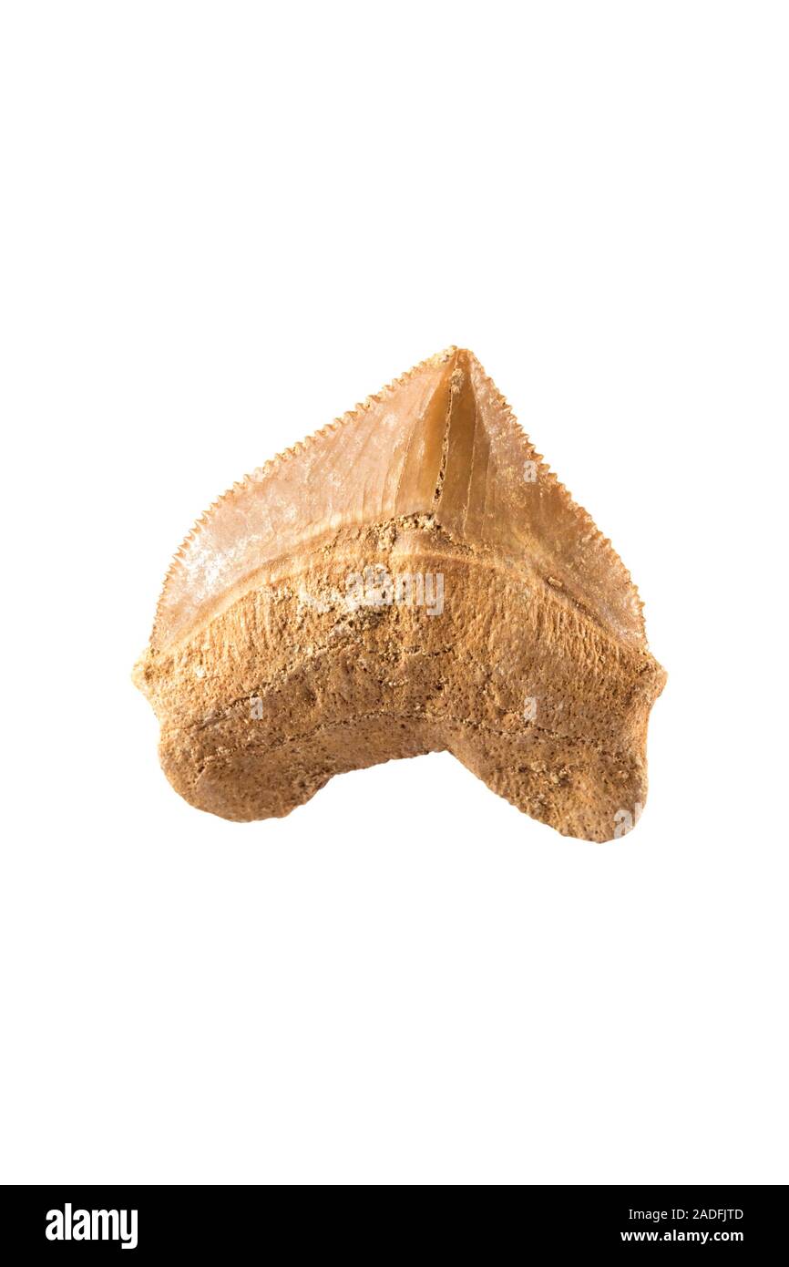 Fossil shark tooth (Squalicorax kaupi). Example of the tooth of this ...