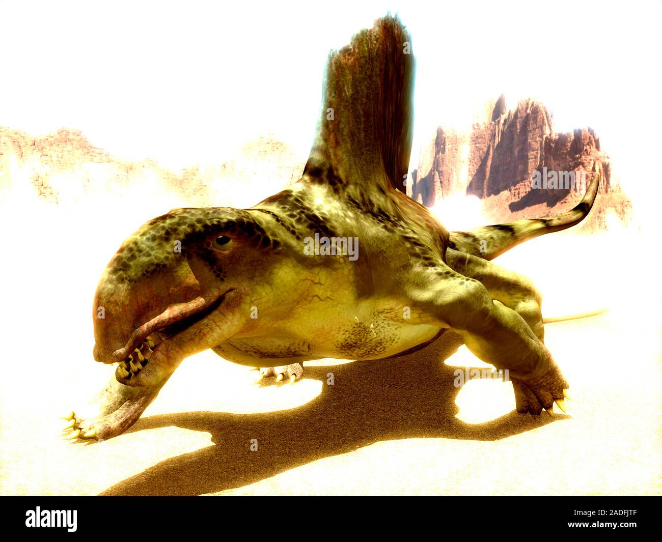 Dimetrodon, artwork. Dimetrodon (meaning 'two-measure tooth') lived in ...