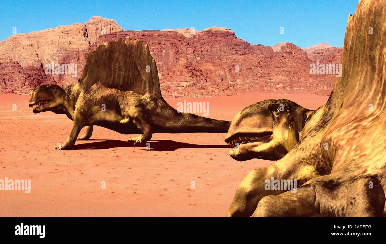 Dimetrodon pair, artwork. Dimetrodon (meaning 'two-measure tooth ...