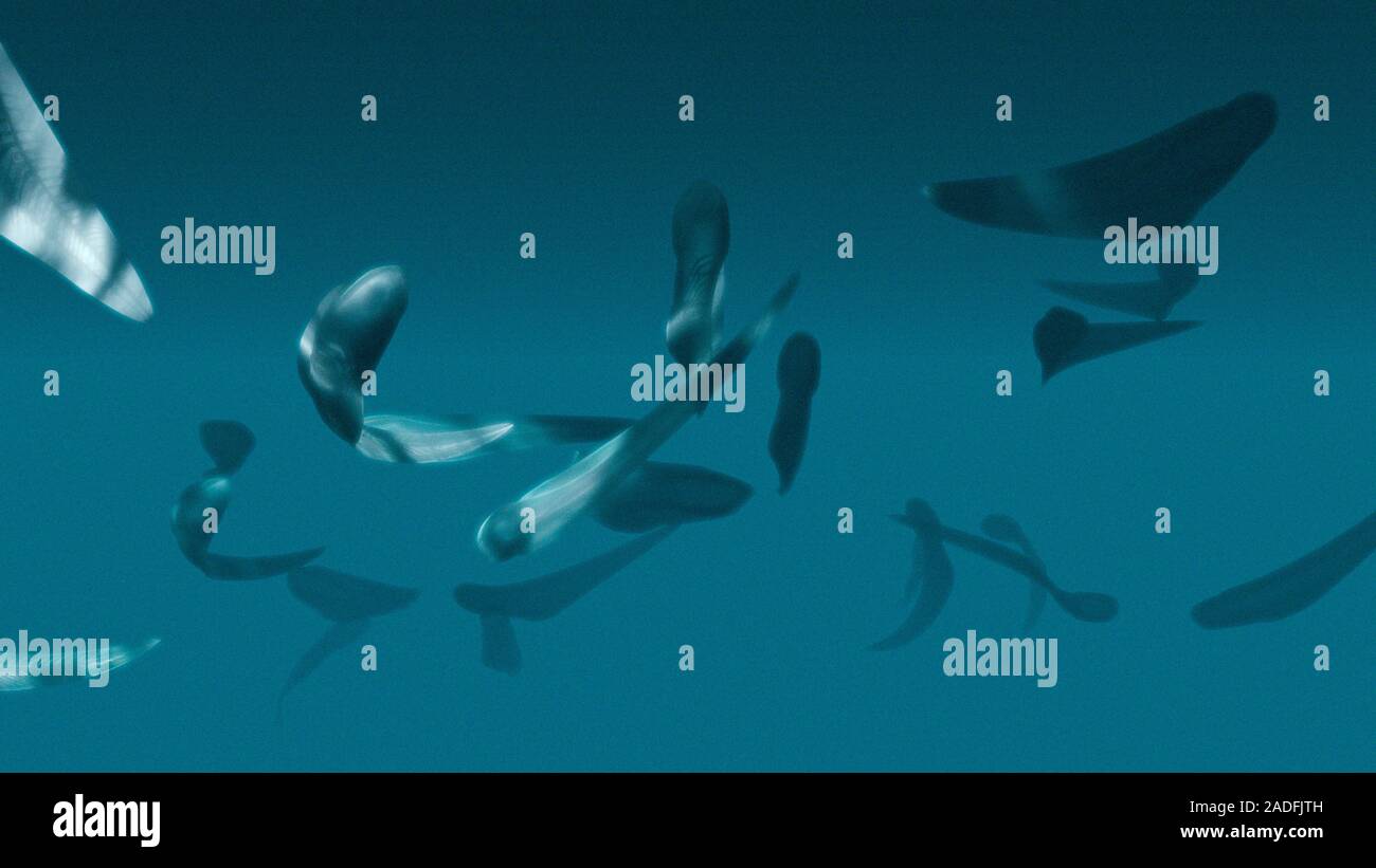 Primitive vertebrates, Haikouella lanceolata, artwork. H. lanceolata is ...