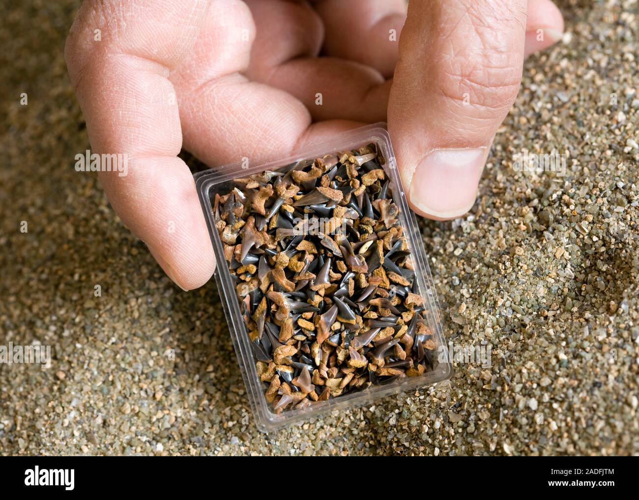Fossil shark teeth. Hand holding a tray containing fossil shark teeth ...