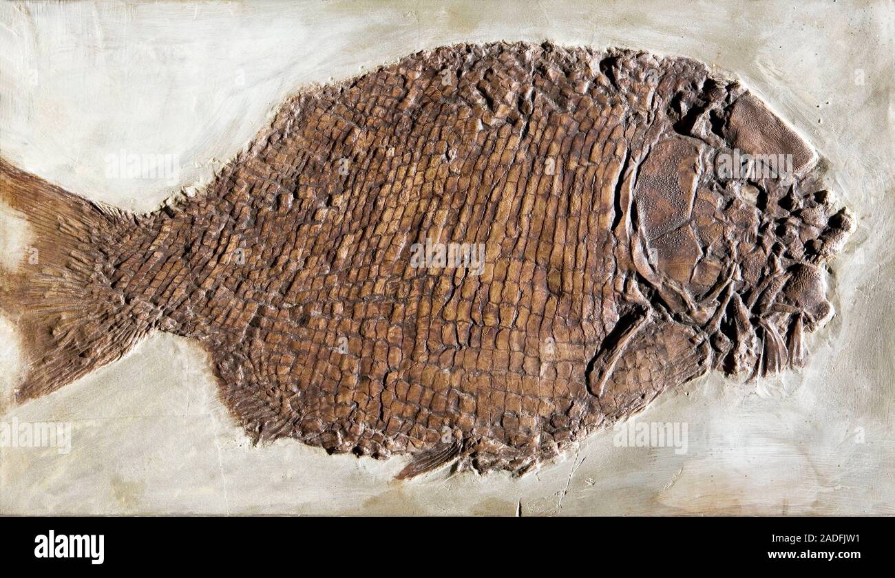 Fossil fish (Dapedium punctatus) in rock. Dapedium is a primitive ...