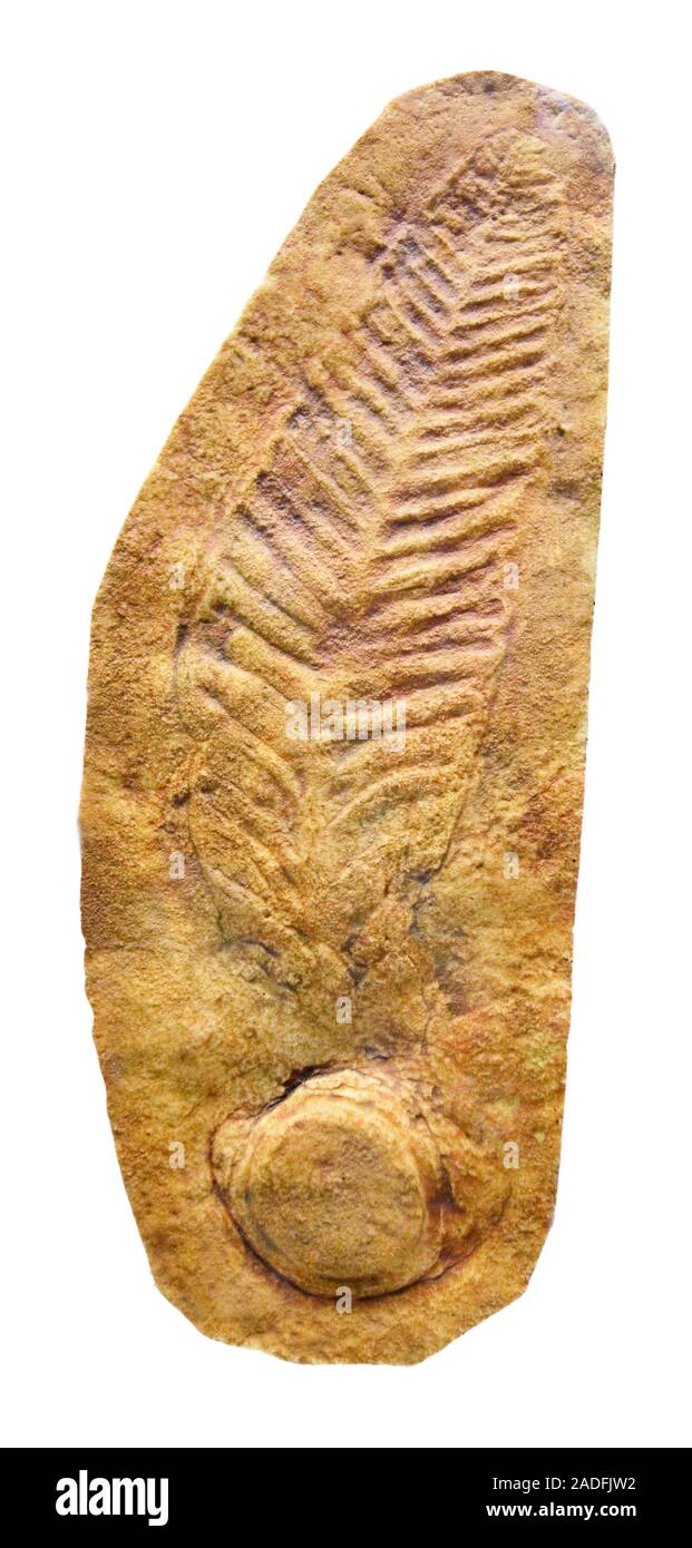 Sea pen fossil. Fossil of a sea pen from the Ediacaran Period (around ...