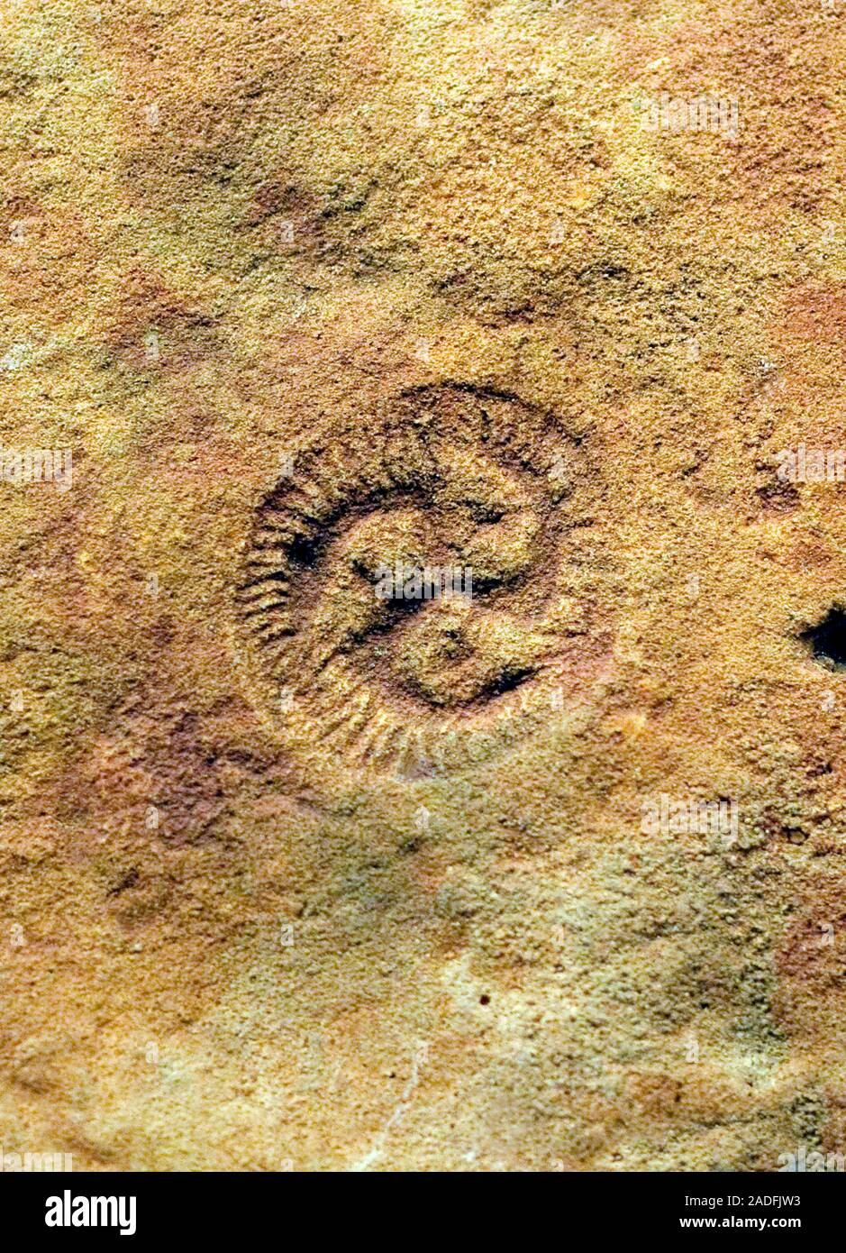 Ediacaran fossil. Fossil of a soft-bodied, multi-cellular organism ...