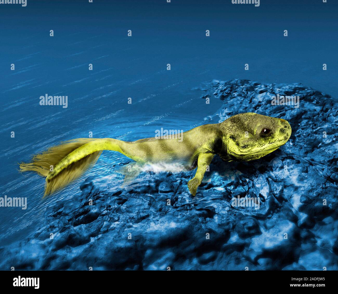 Tiktaalik roseae, computer artwork. This extinct lobe-finned fish lived ...