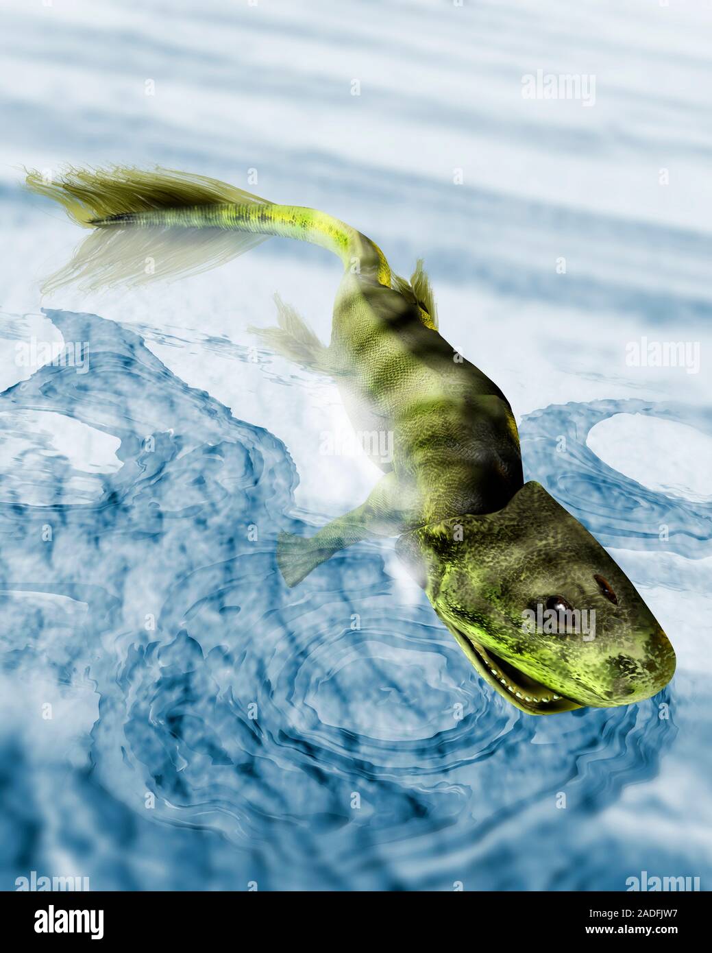 Tiktaalik roseae, computer artwork. This extinct lobe-finned fish lived ...