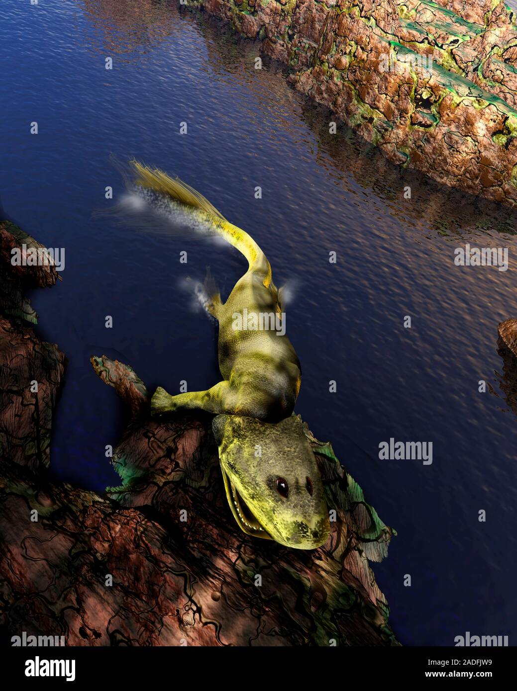 Tiktaalik roseae, computer artwork. This extinct lobe-finned fish lived ...