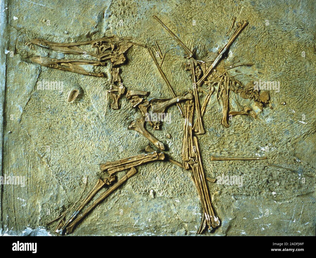 Fossil remains of the Pterodactyl Cycnorhampus svericus (old name ...
