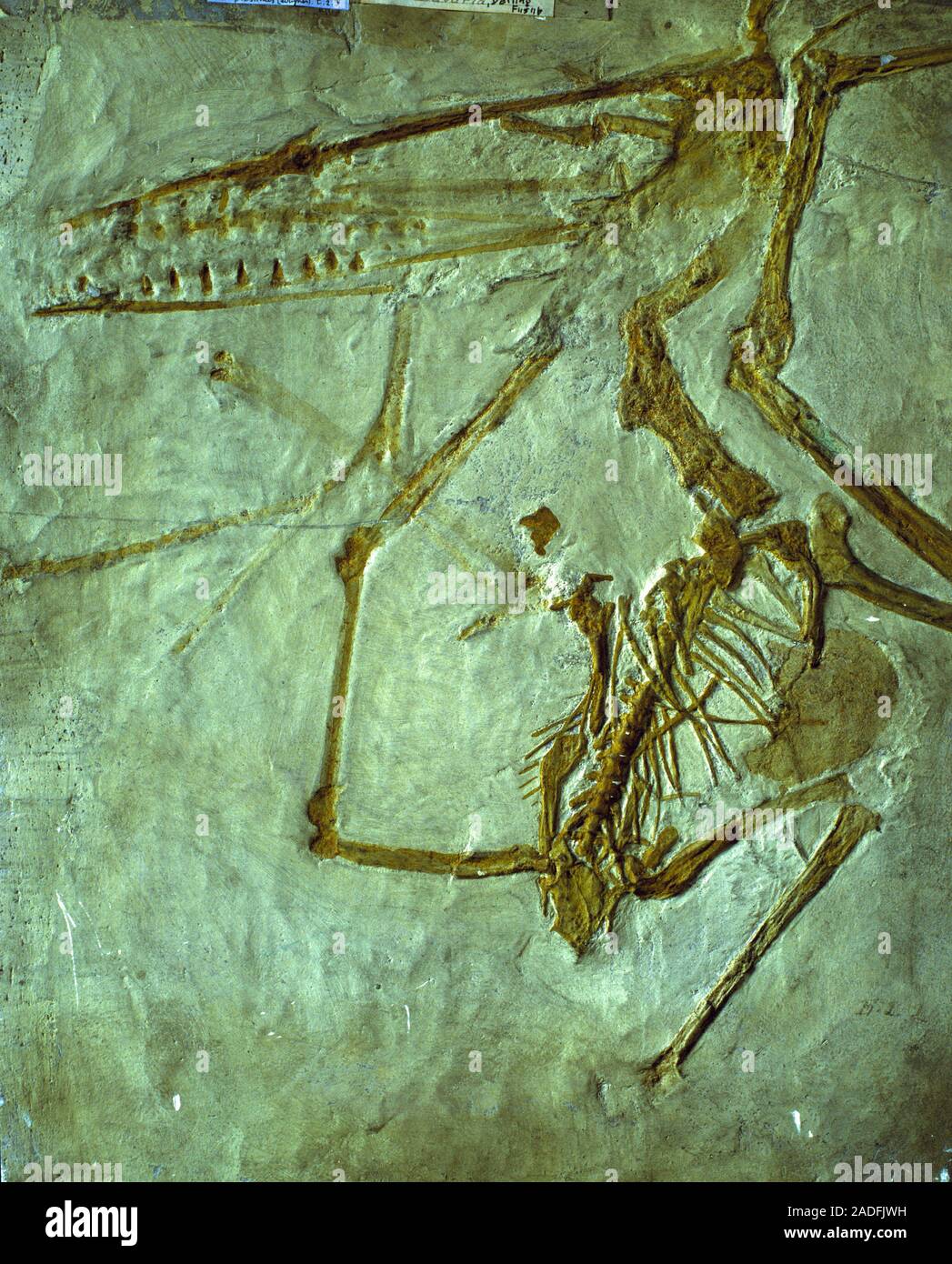 Fossil remains of the Pterodactyl, Pterodactylus rhamphastinus (Wagner ...