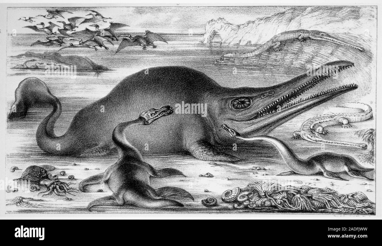 Prehistoric marine life. Engraving of Mesozoic era (240-65 million ...