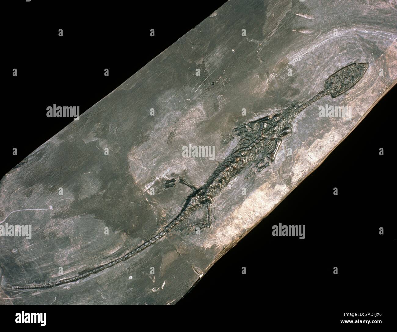 The nothosaur dinosaur, Neusticosaurus sp. This is one of the earliest ...