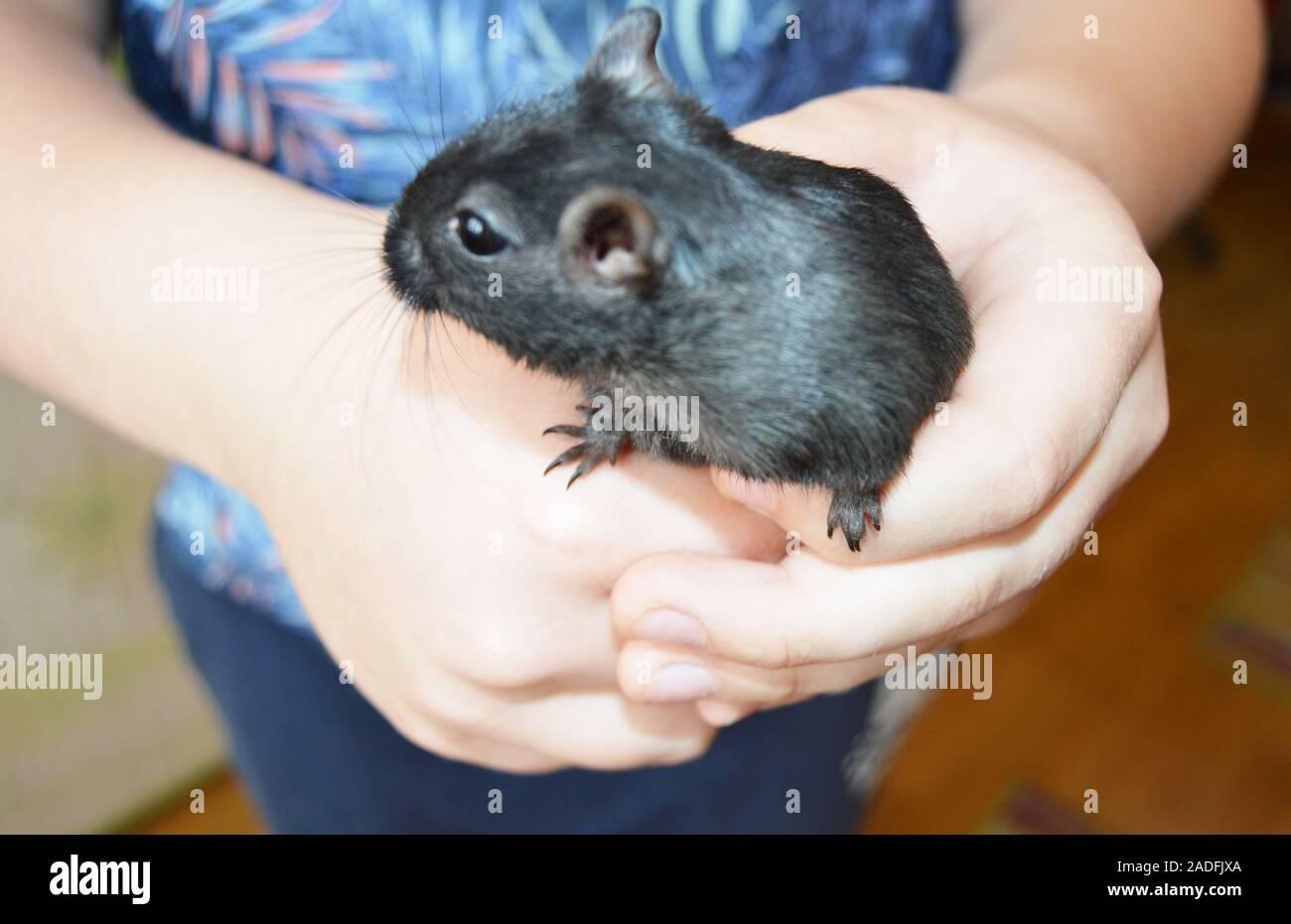 Close-up of a white child holding a cute little black mouse, rat ...