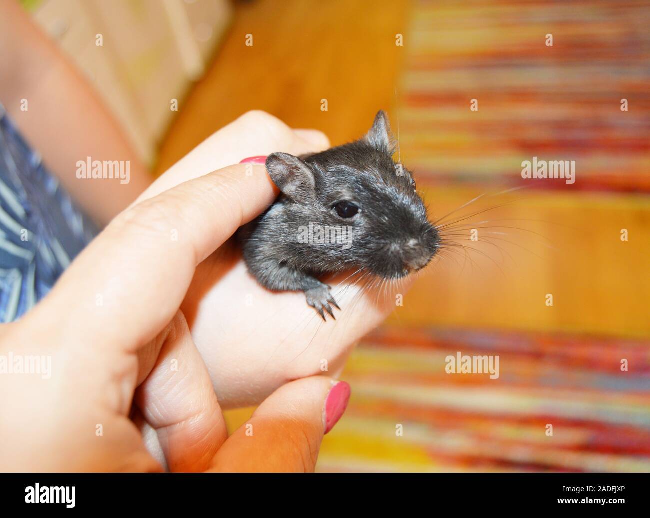 Cute Baby Pet Mouse