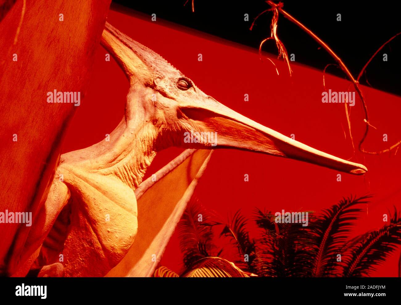 Reconstruction of a flying dinosaur, Pteranodon. This genus dates from ...