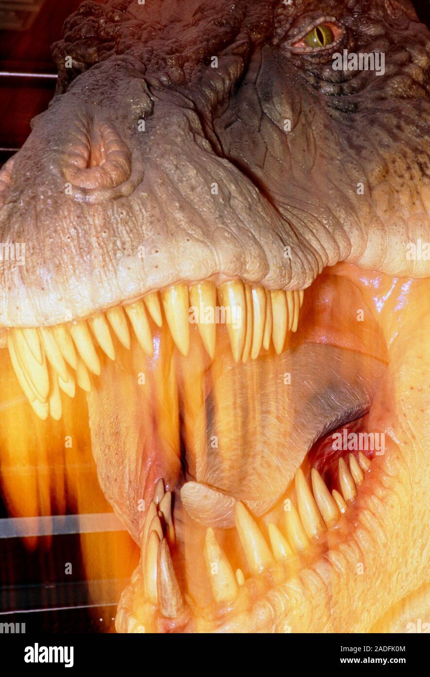 Tyrannosaurus rex. Model head of the carnivorous dinosaur ...