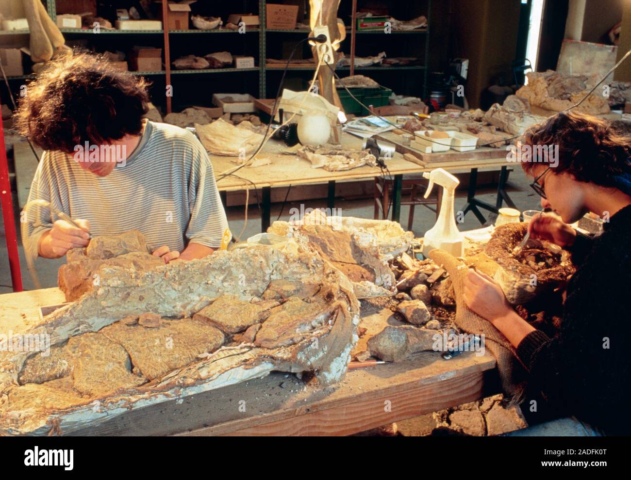 Dinosaur palaeontology. Researchers cleaning dinosaur fossils in a ...