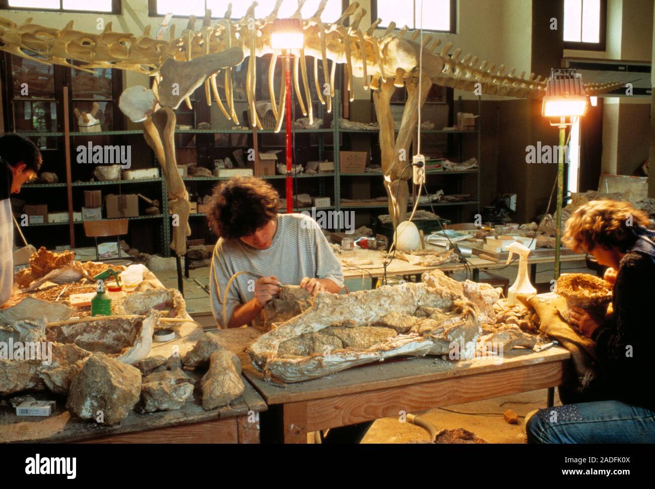 Dinosaur palaeontology. Researchers cleaning dinosaur fossils in a ...