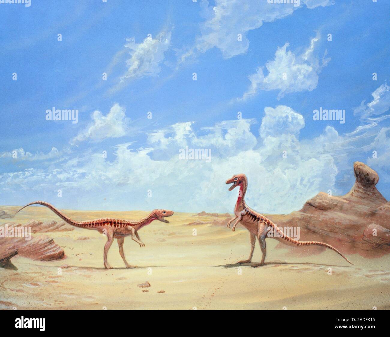 Dinosaur. Artwork showing two small theropod dinosaurs, Compsognathus ...