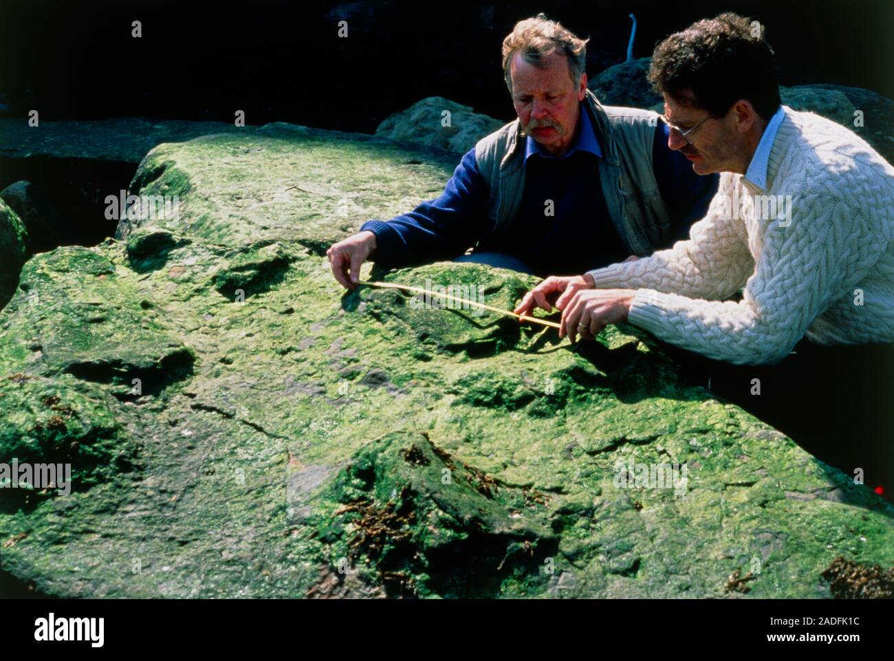 Dinosaur footprints. Palaeontolo- gists measure inverted dinosaur ...