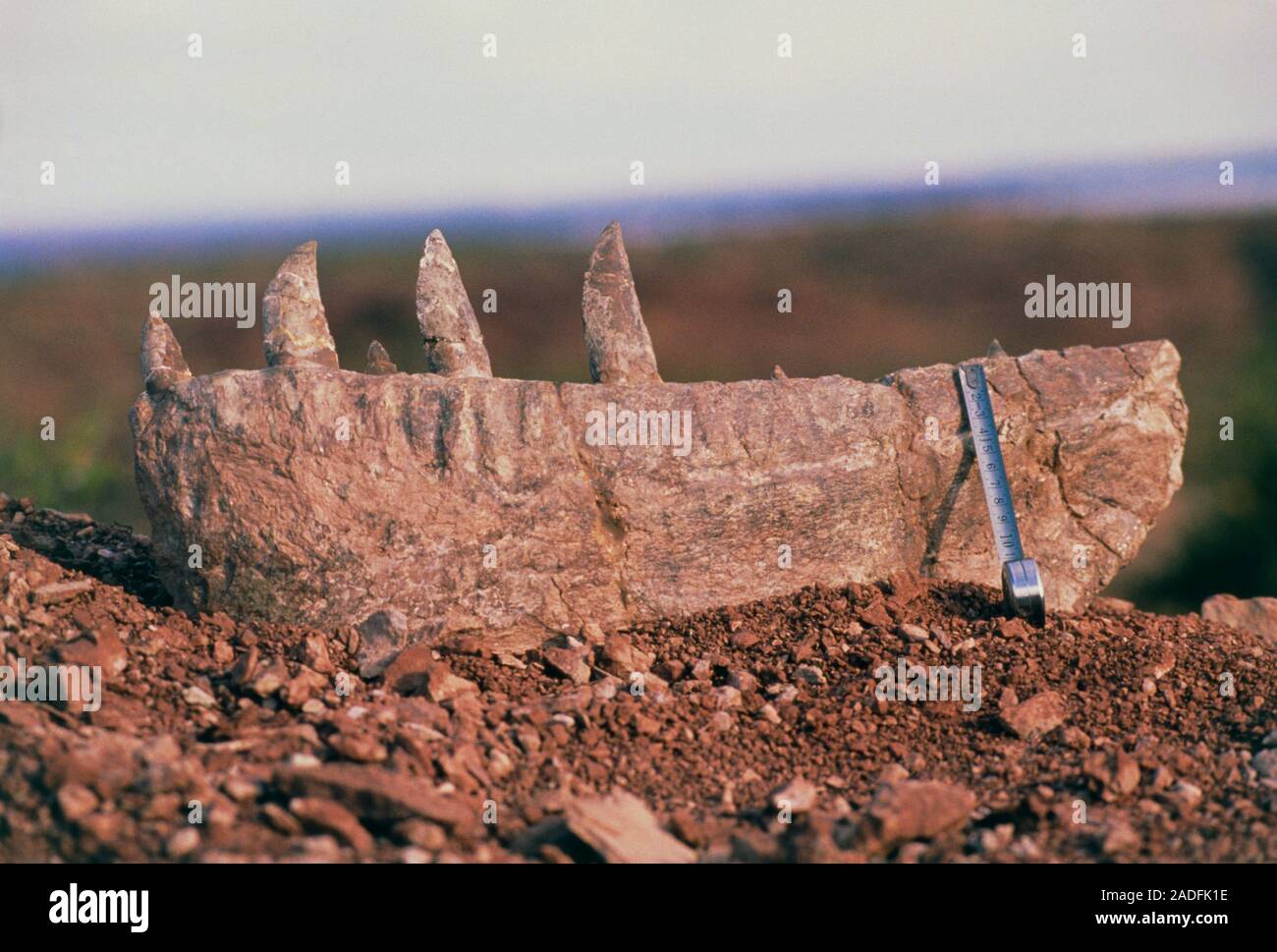 Giganotosaurus carolinii jawbone. The fossilized upper jaw and teeth of ...
