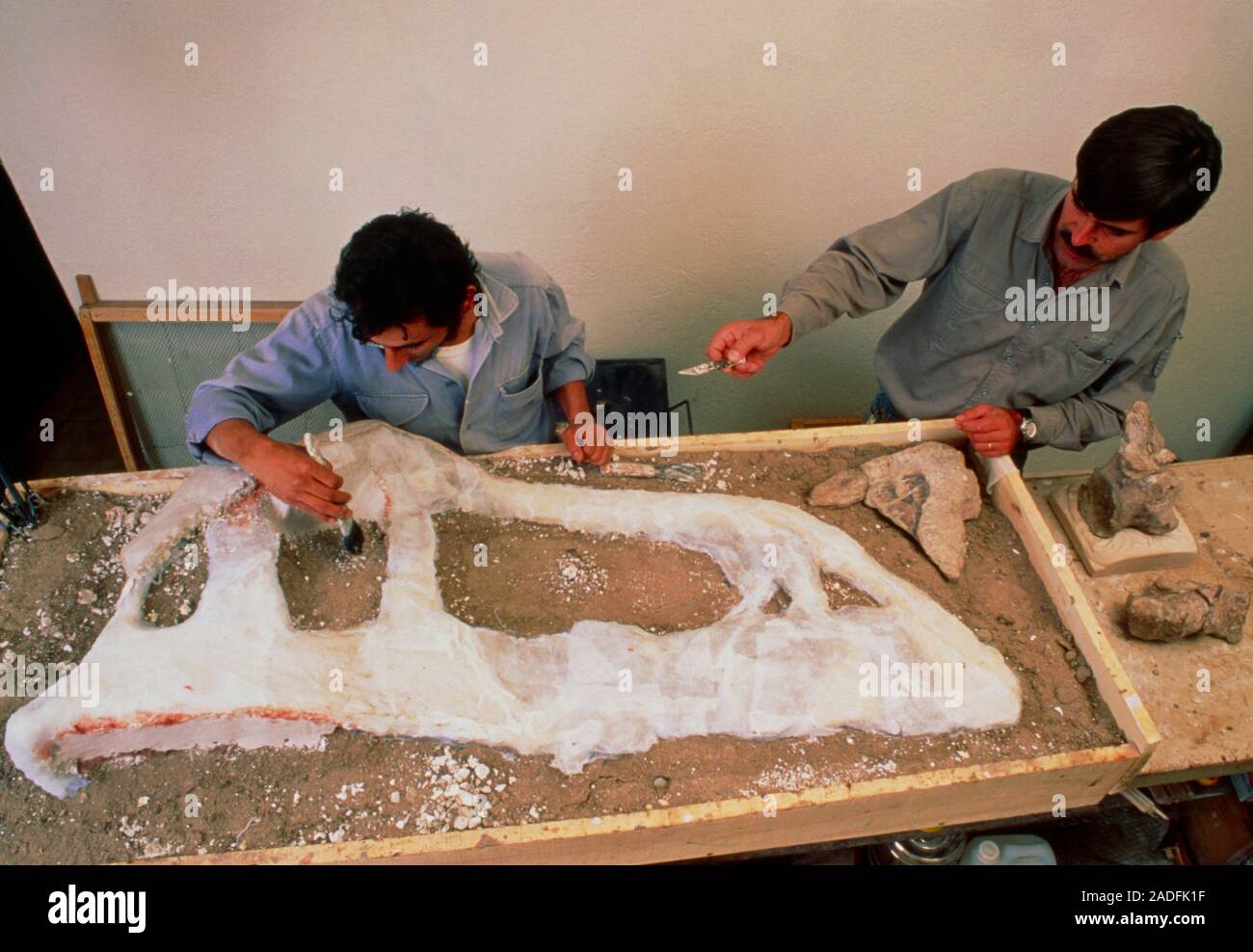 Giganotosaurus carolinii head. Palaeontologist Rodolfo Coria (right ...