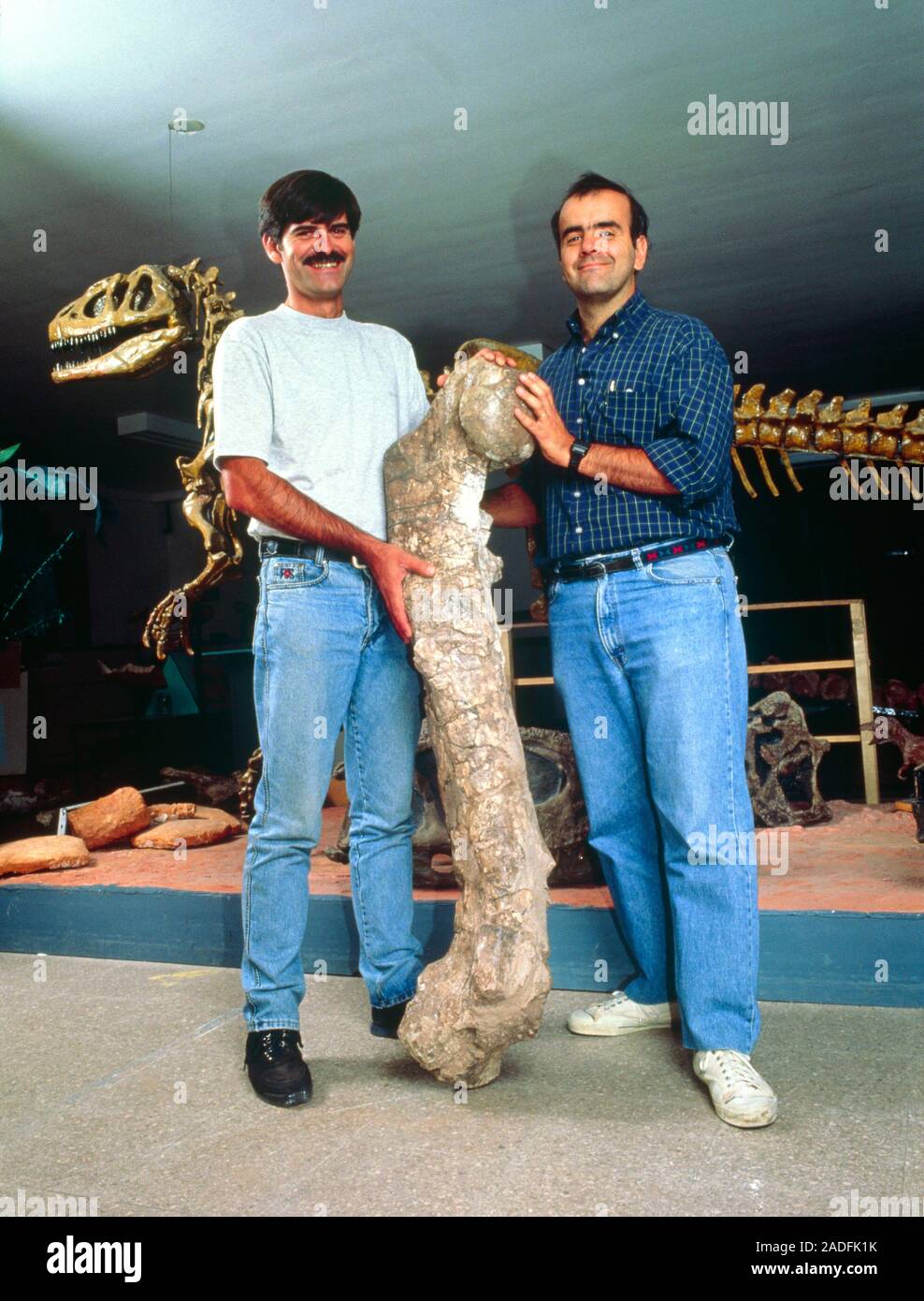 Giganotosaurus carolinii thigh bone. Rodolfo Coria (left) and Leonardo ...