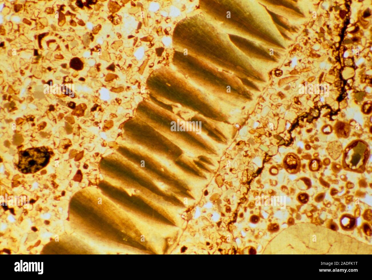Dinosaur egg shell. Polarised light micrograph of a transverse section ...