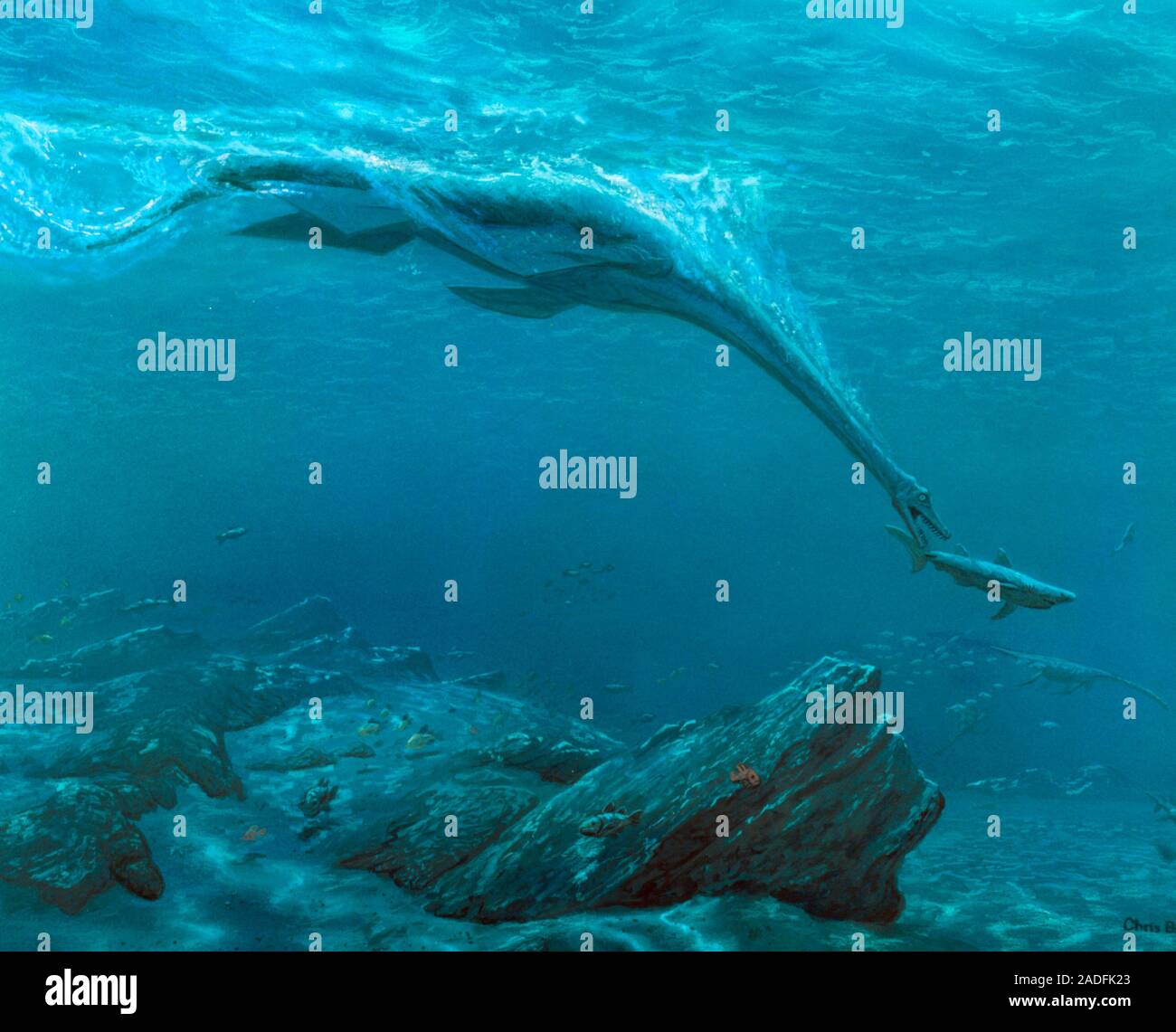 Plesiosaur dinosaur. Artwork of a long-necked marine dinosaur ...