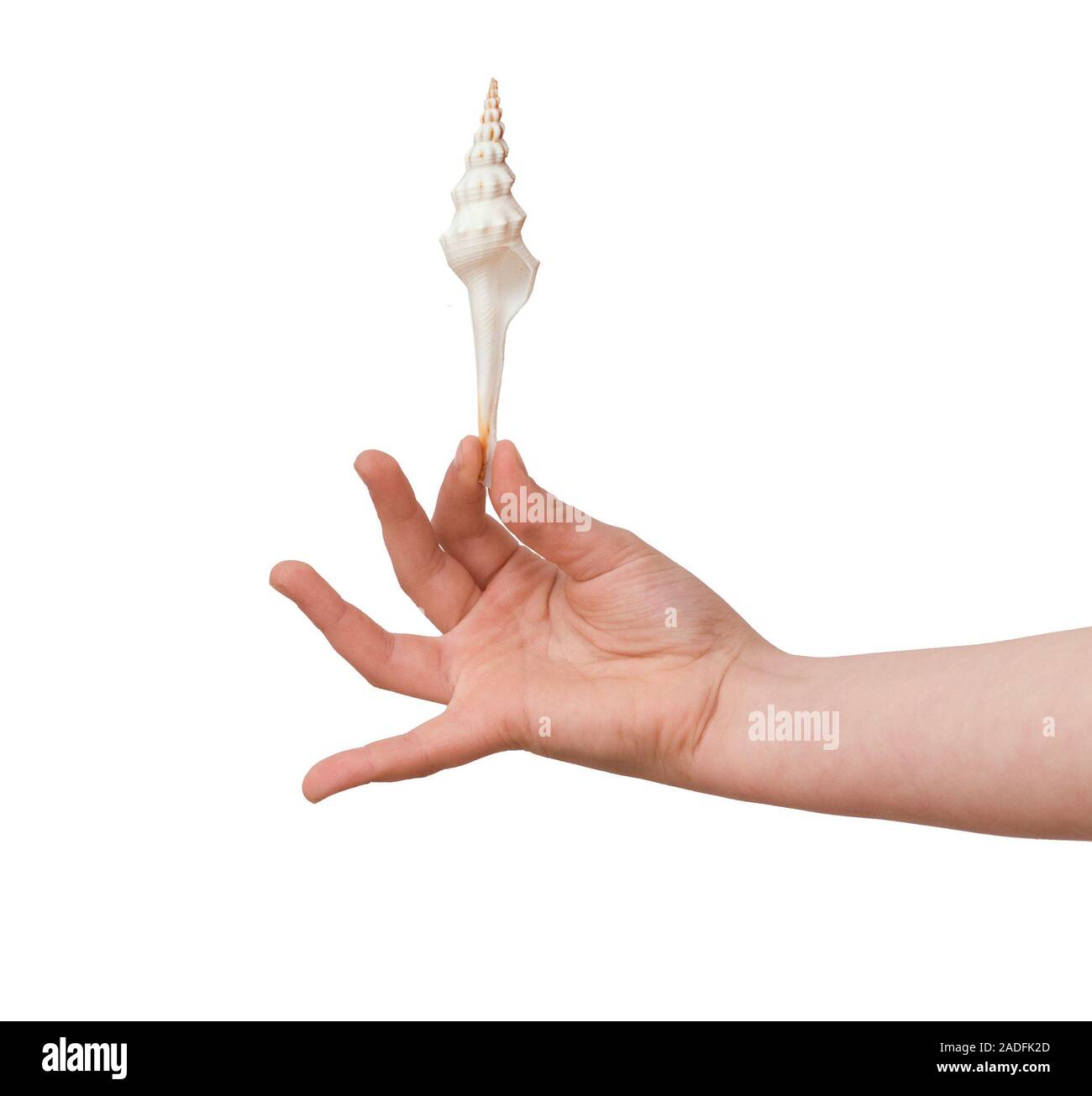Girl's hand holding a seashell isolated on white background Stock Photo ...