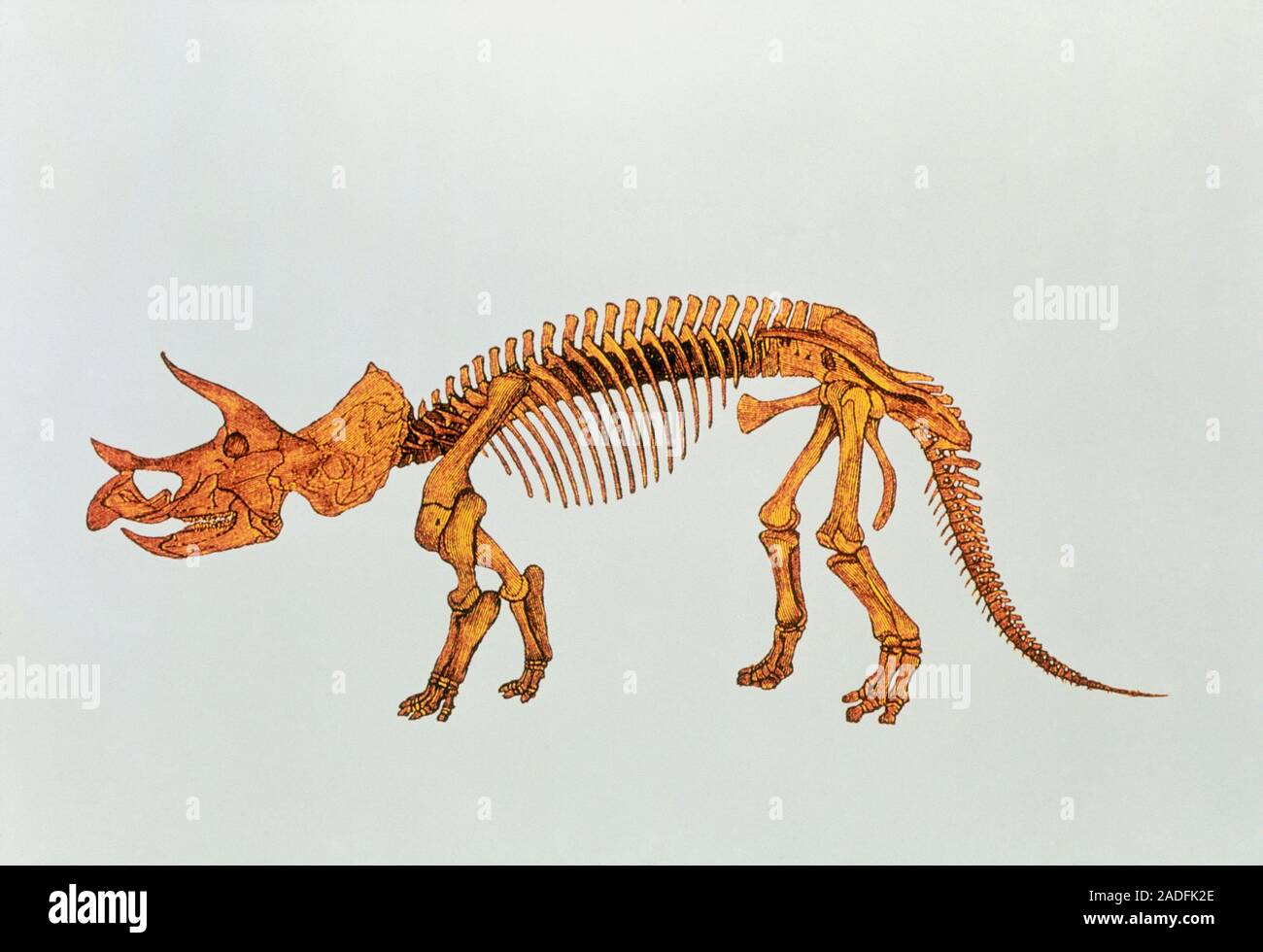 Triceratops. Computer enhanced image of the fossilised skeleton of a ...