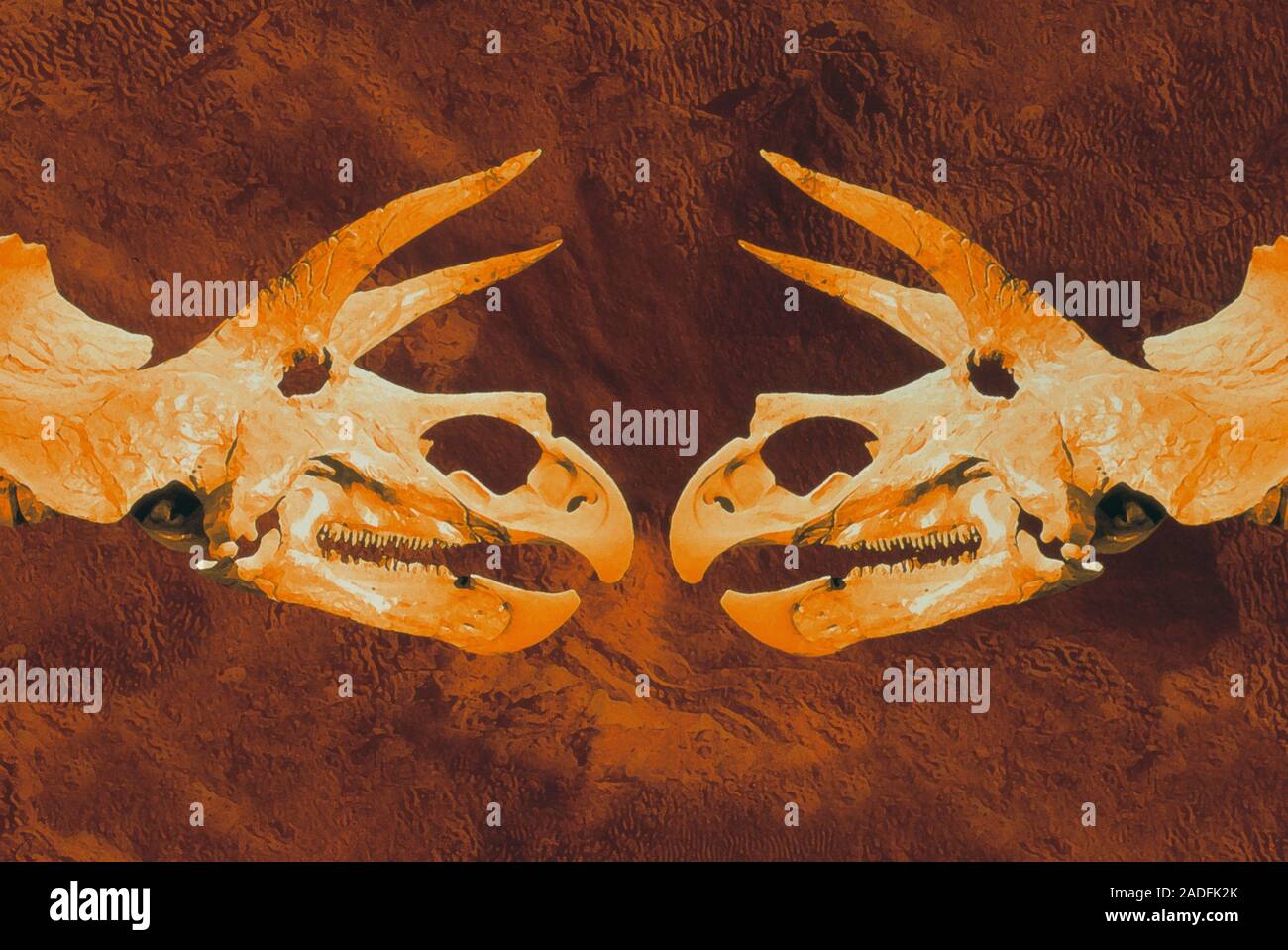 Triceratops. Computer enhanced image of fossilised skulls of a ...
