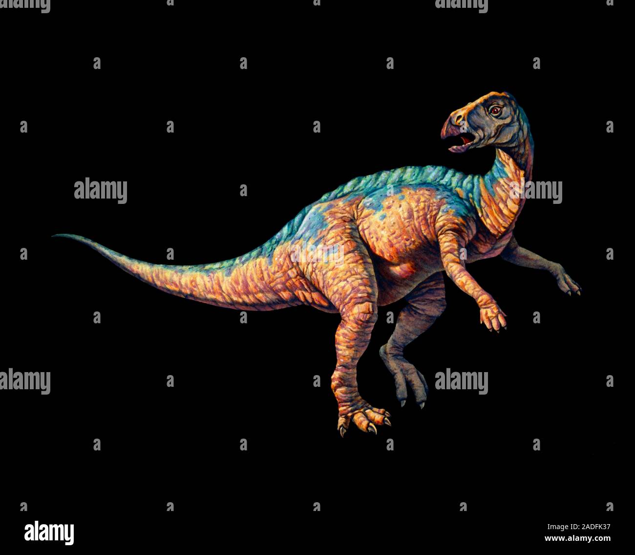 Tenontosaurus dinosaur. Artwork of a Tenontosaurus (sinew reptile ...